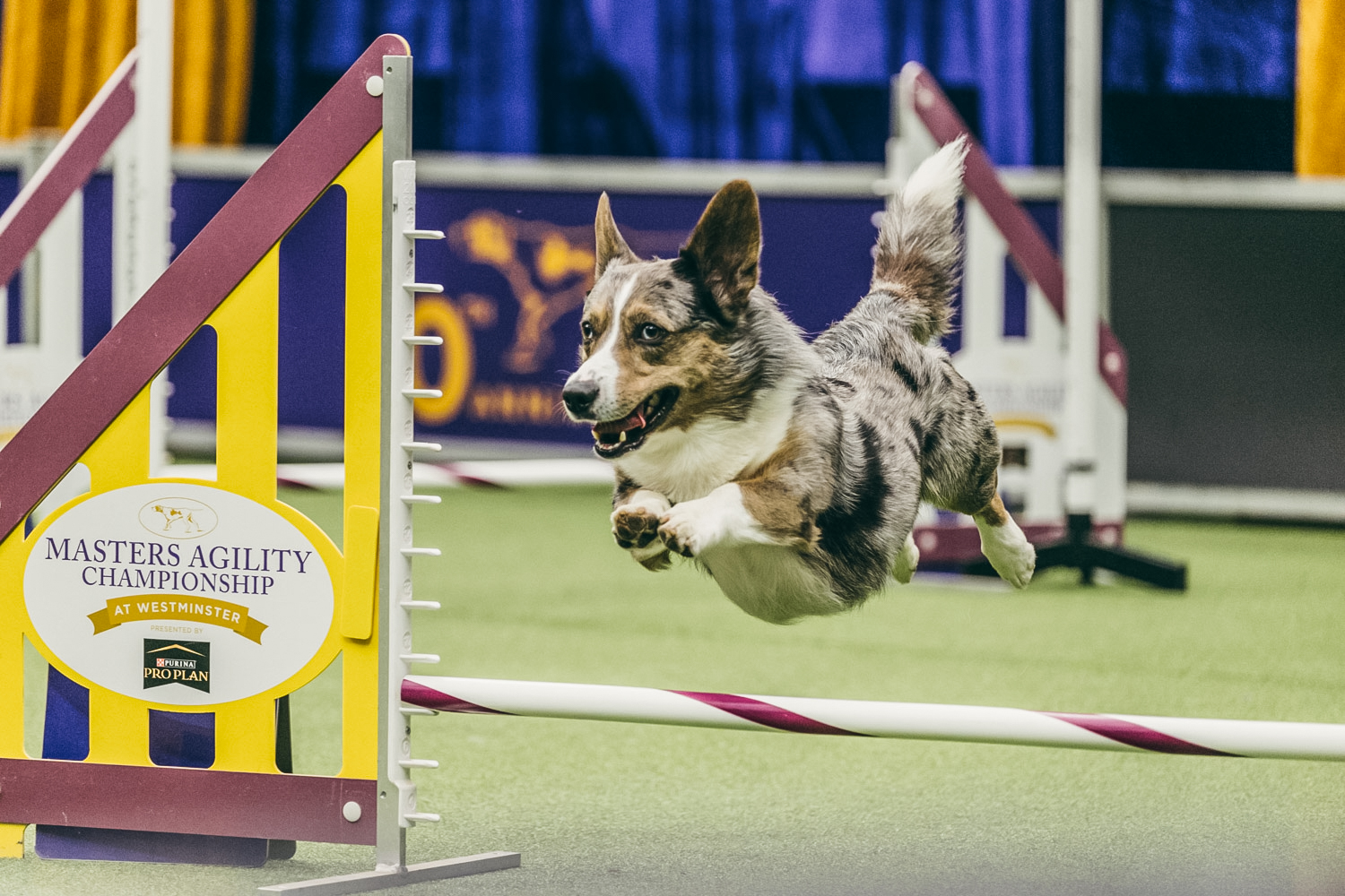 Such a hap, hap, happy dog! - Digital Party