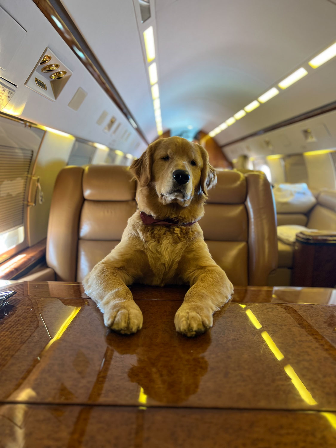 Fly With Your Dog - Digital Party