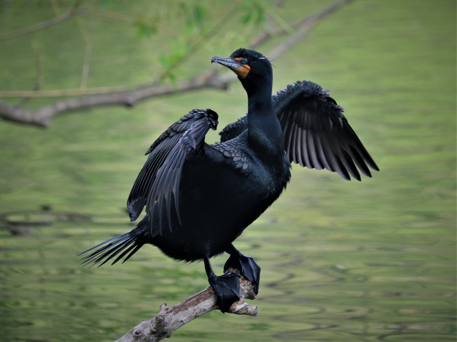Flights of Fancy: The Birds of Central Park - Digital Party