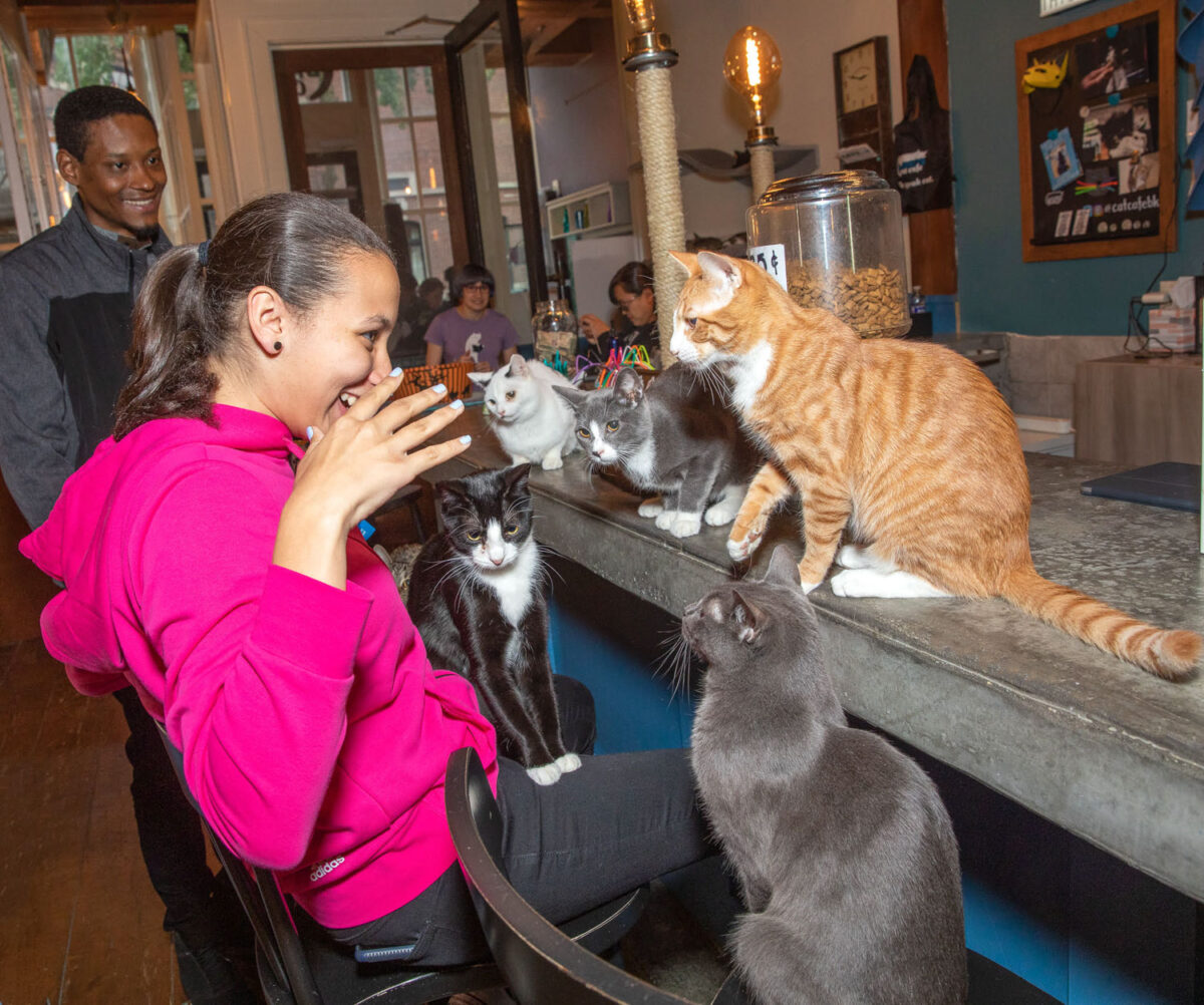 Pet cafes in NYC - Digital Party