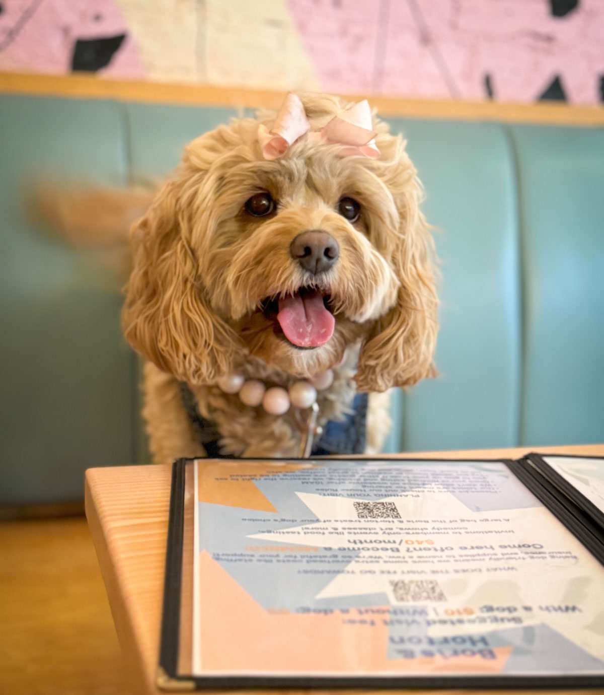 Pet cafes in NYC - Digital Party
