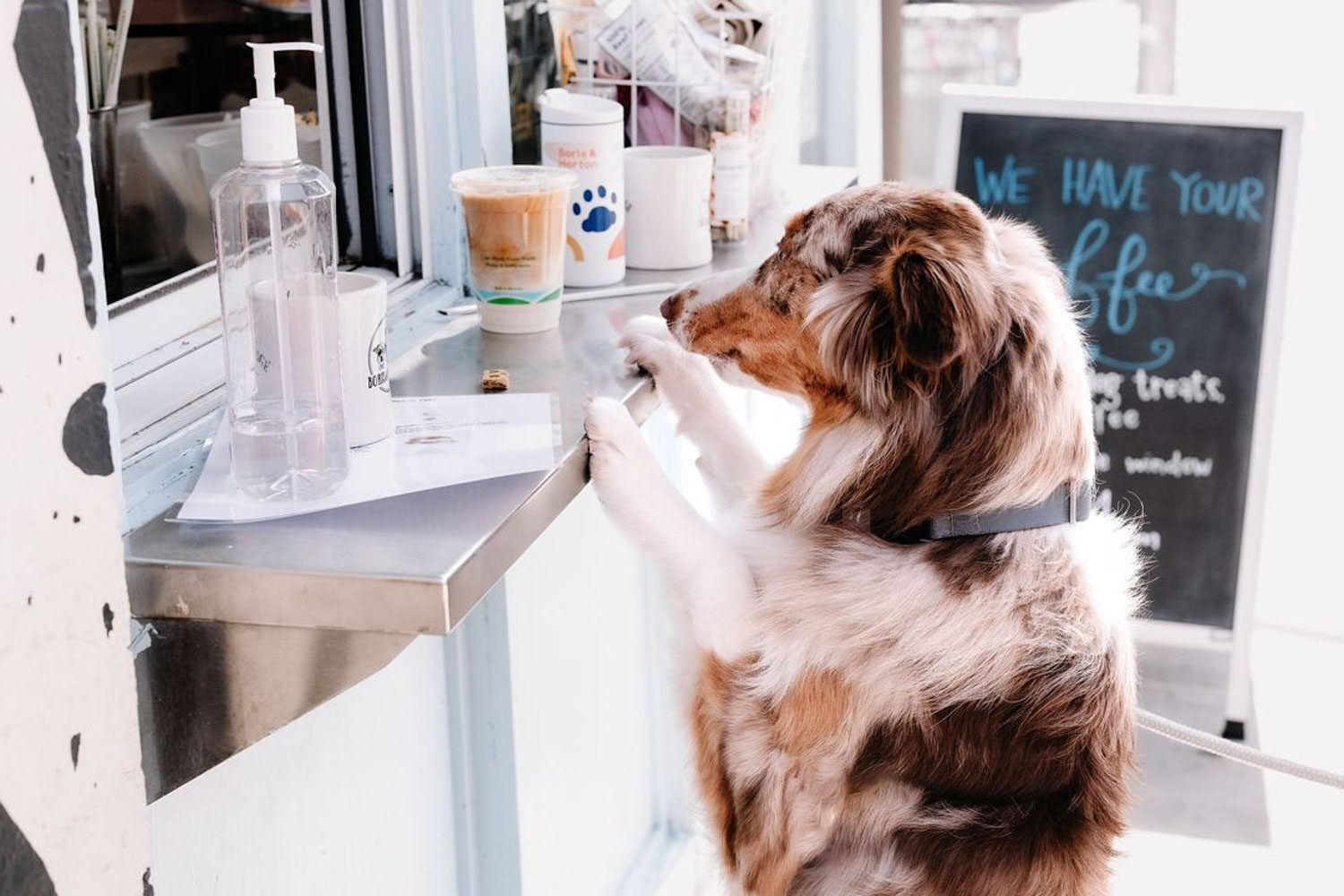 Pet cafes in NYC - Digital Party