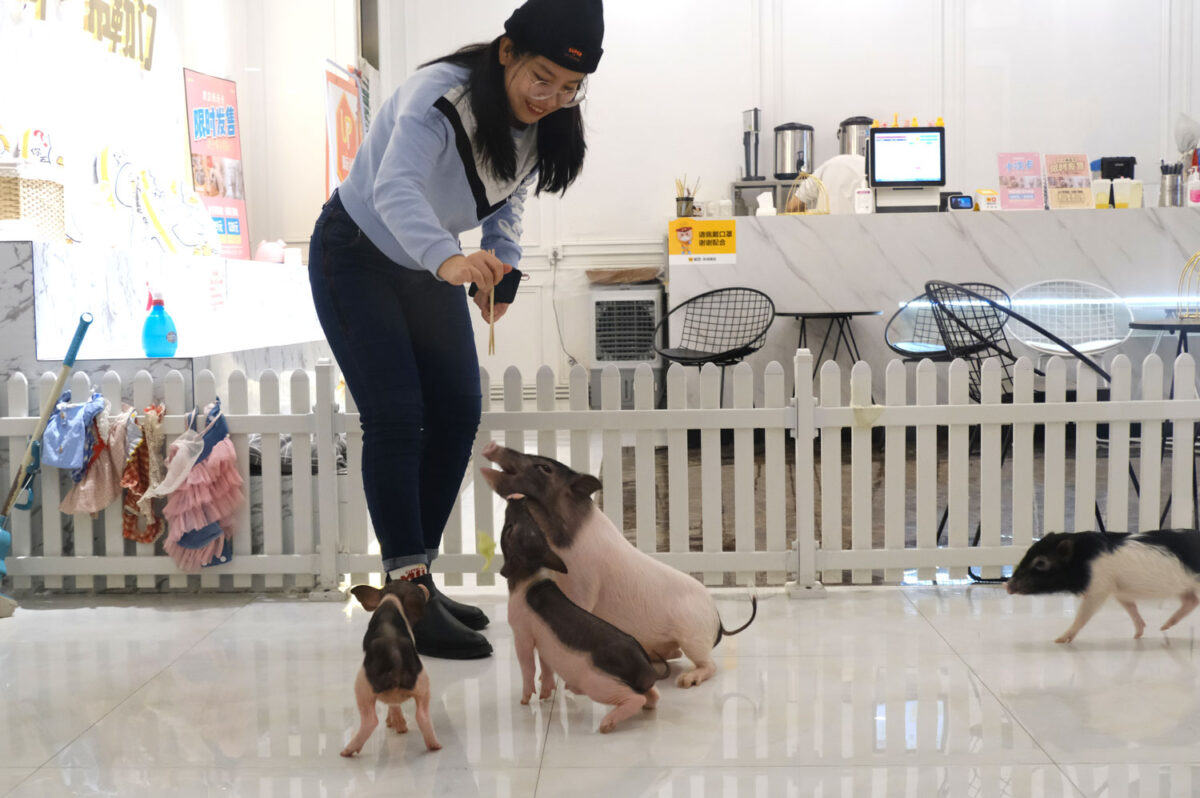 Pet cafes in NYC - Digital Party